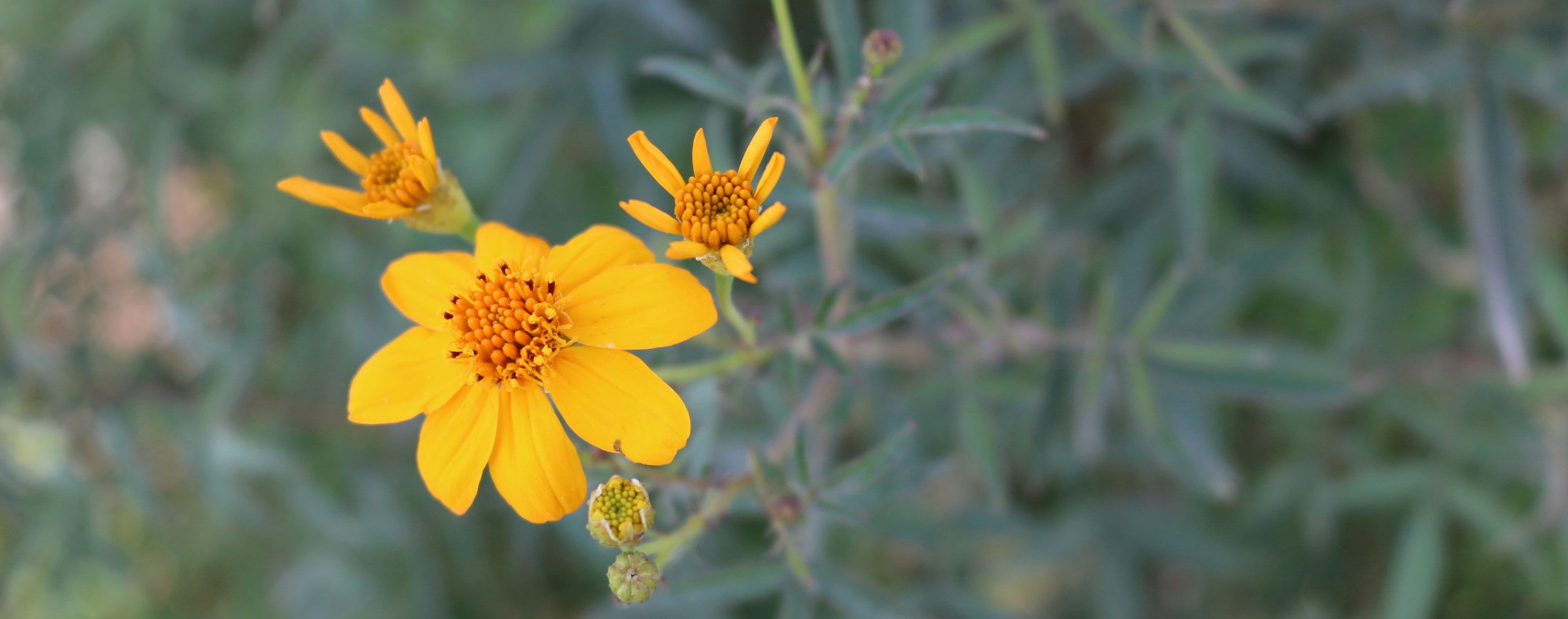 Μάιος 2023: Ταγέτης ή Κατιφές | Tagetes lemonii και Tagetes Erecta - SNFCC