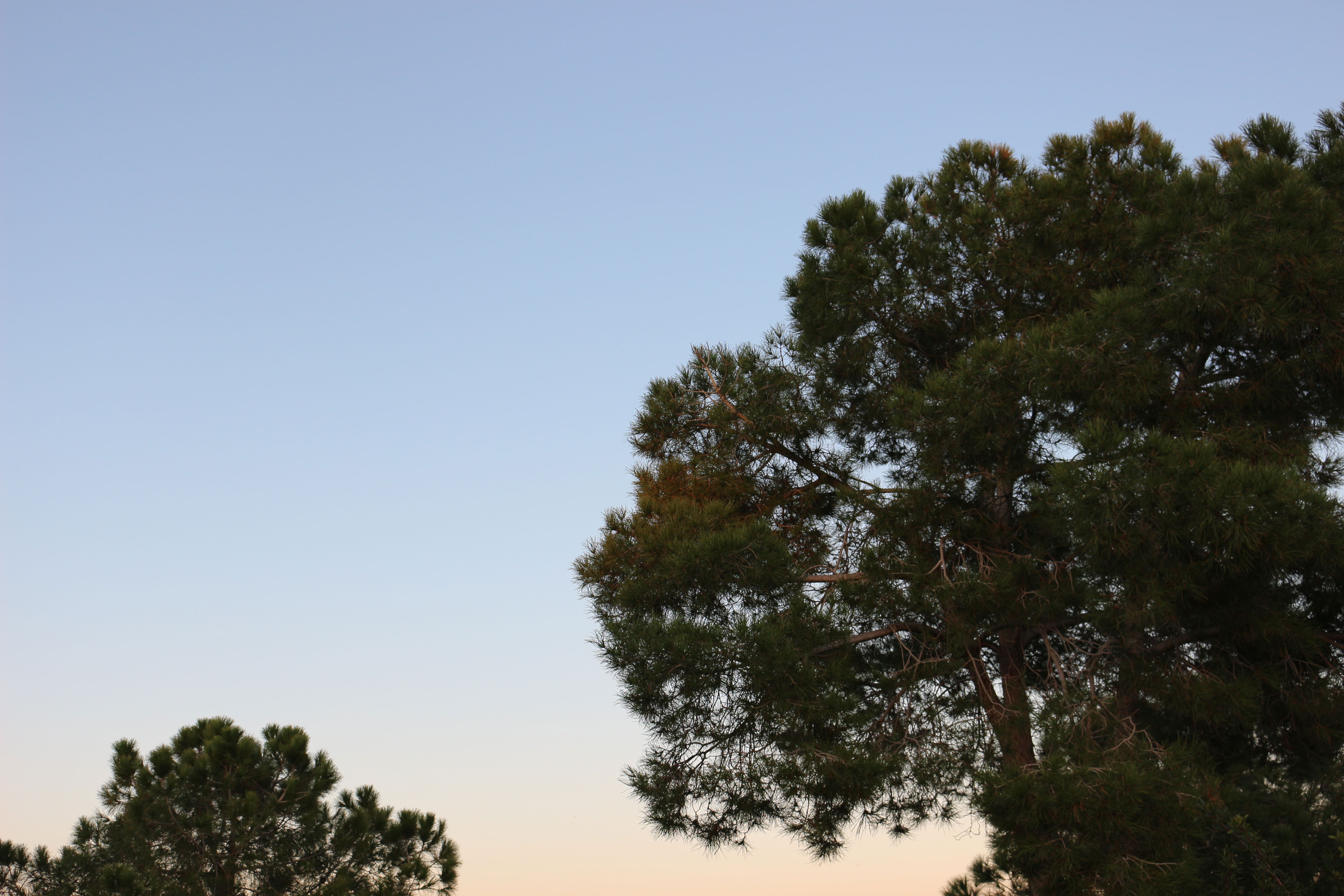Δεκέμβριος 2024: Πεύκο | Pinus halepensis & Pinus pinea - SNFCC