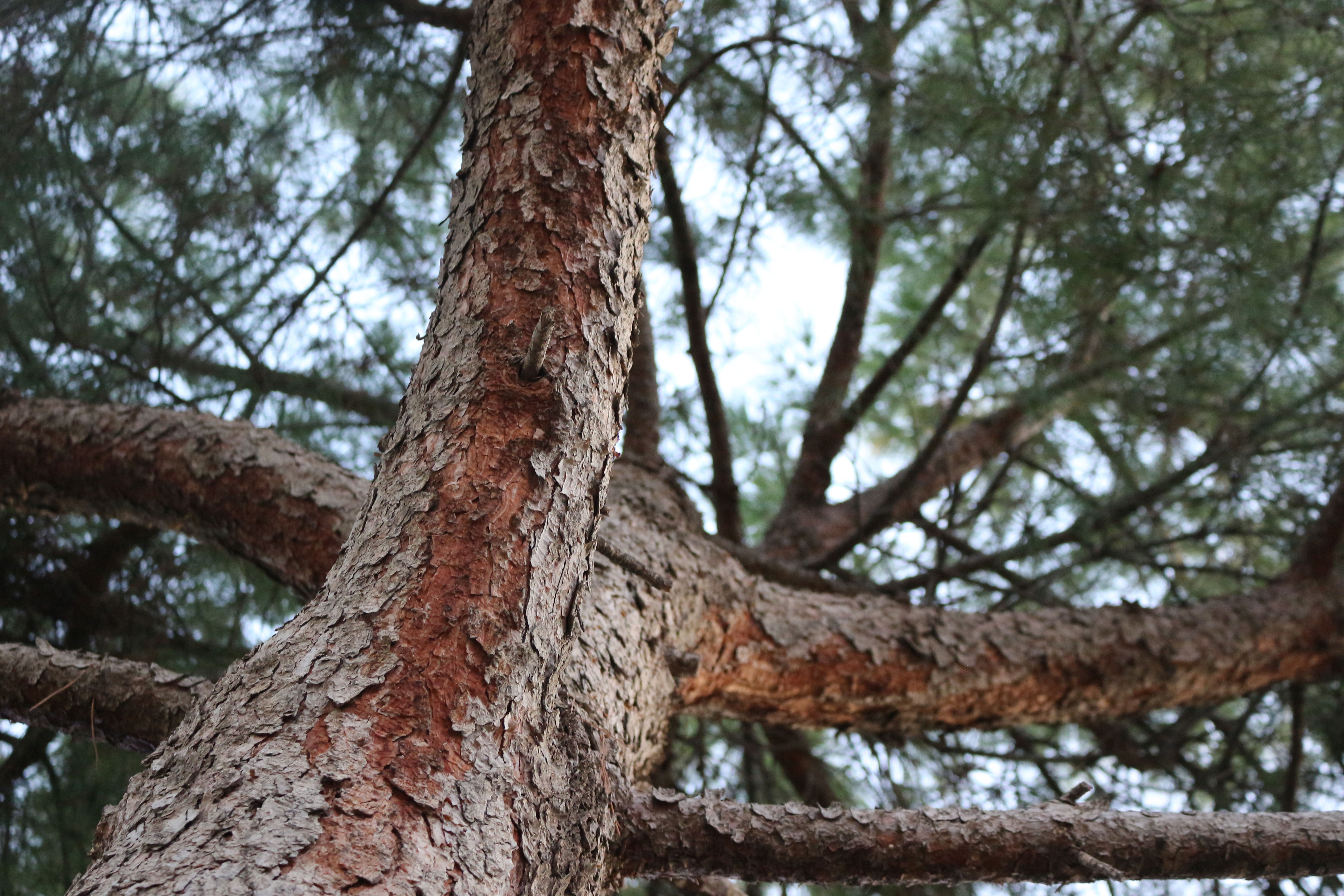 Δεκέμβριος 2024: Πεύκο | Pinus halepensis & Pinus pinea - SNFCC
