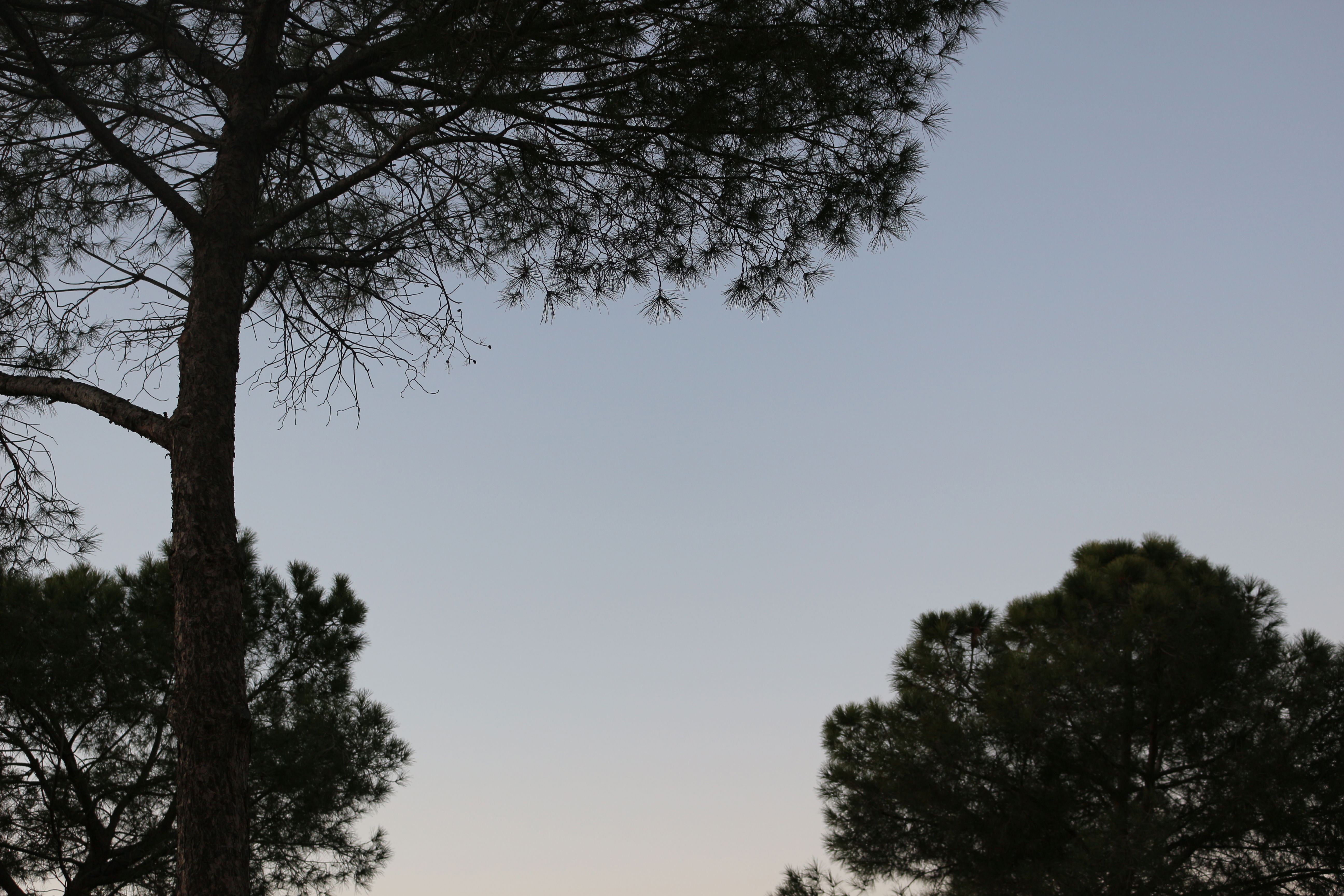 Δεκέμβριος 2024: Πεύκο | Pinus halepensis & Pinus pinea - SNFCC
