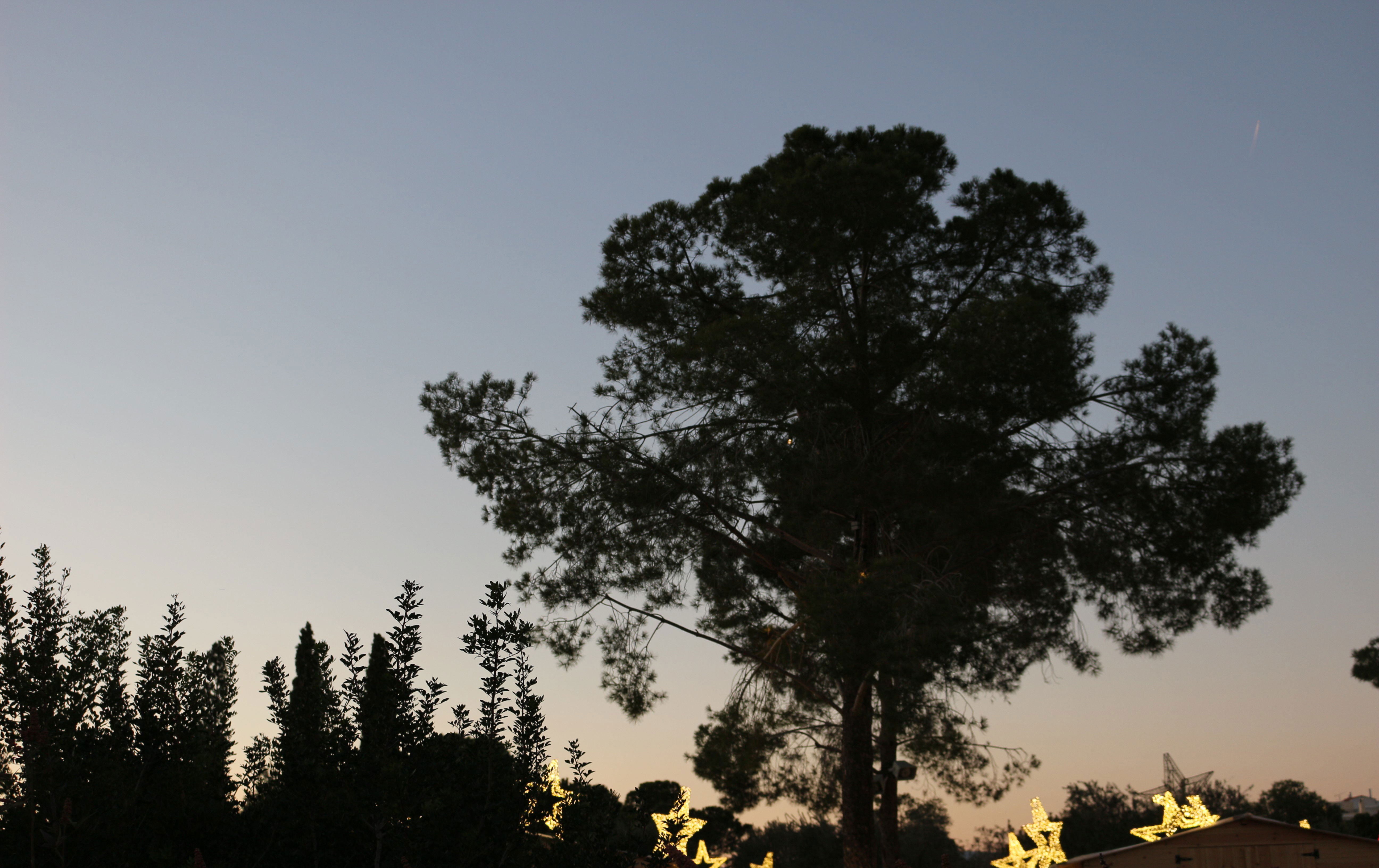 Δεκέμβριος 2024: Πεύκο | Pinus halepensis & Pinus pinea - SNFCC